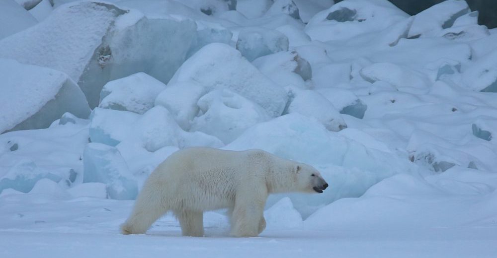 How Are Polar Bear Extinction Fears Like Global Warming Fears 